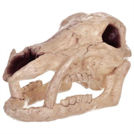 PartyMart. BOAR SKELETON HEAD